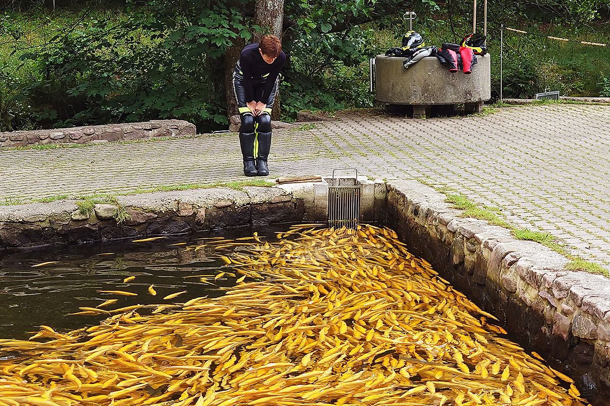 Tour im Schwarzwald mit Fisch